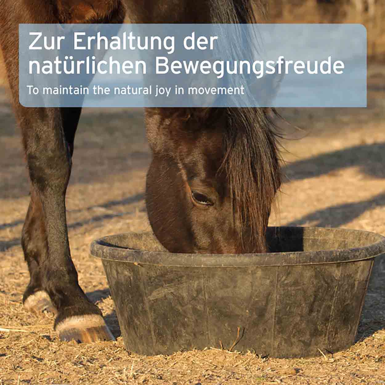AniForte Pferd Mauke Formel 1kg | Haut + Haar | fuetternundfit.de